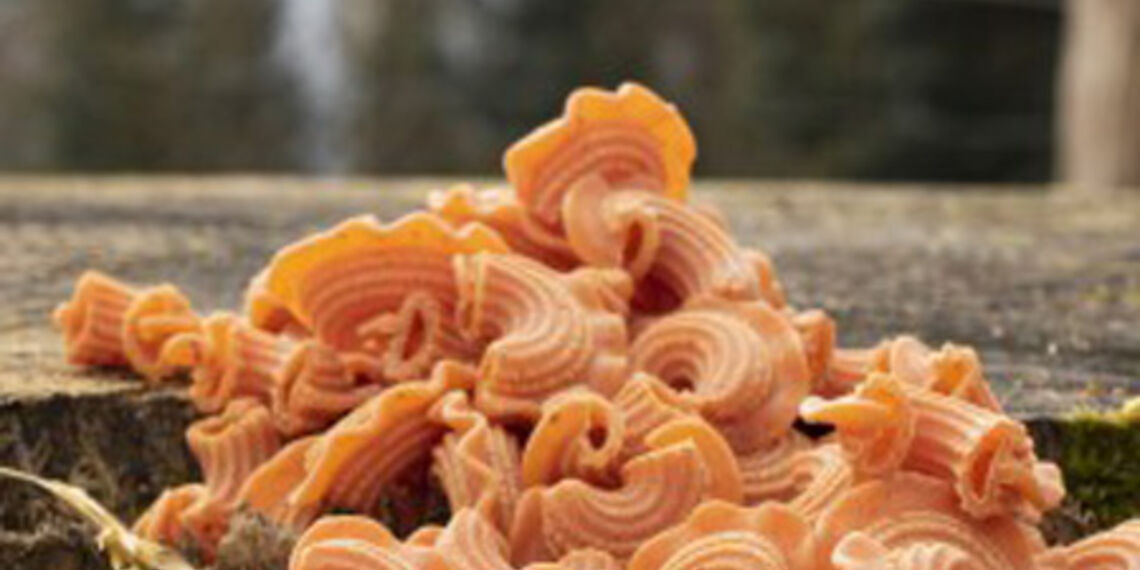 Léon & Marcel vous présente "L'atelier à pâtes"